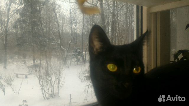Продам кошку бомбейской породы