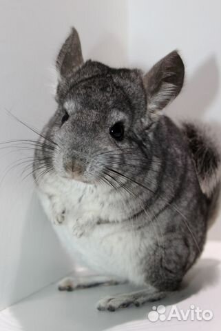 Шиншилла Стандарт Девочка