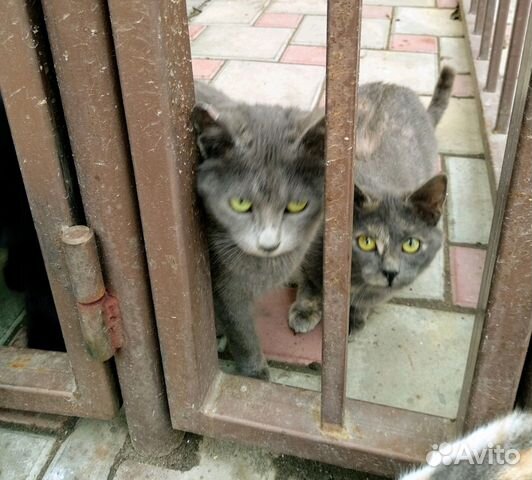 Зеленоглазые серые котята