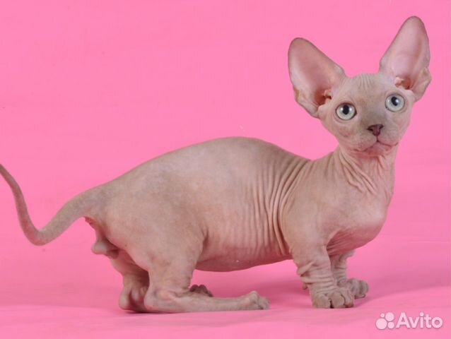 Коротколапые Котятки (бамбино)