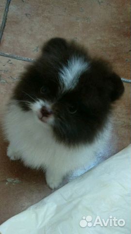 Шпицемальчик