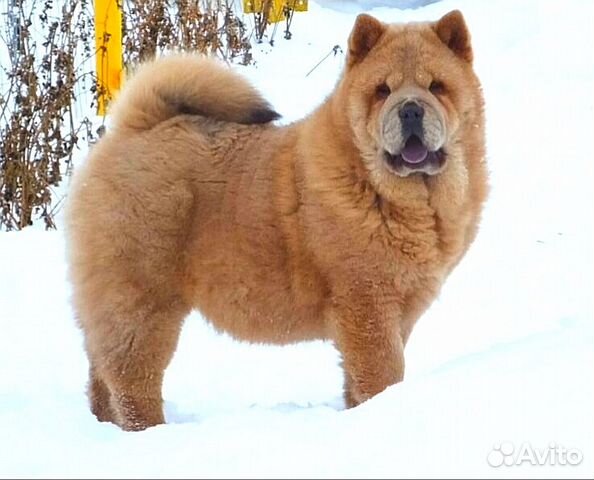 Чау чау кш (смуф) из питомника РКФ