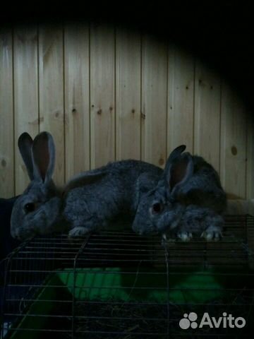 Советская шиншила