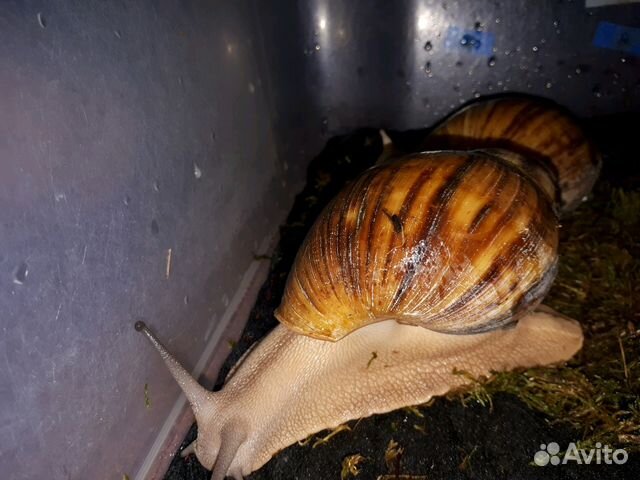 Улитка Архахатина