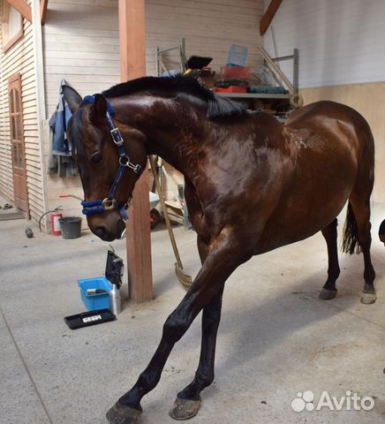 Тракененский мерин