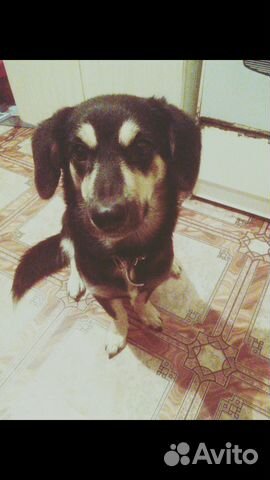 Отдам в добрые ручки минирадость)