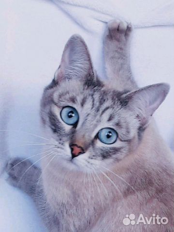 Кошечка меконгского бобтейла