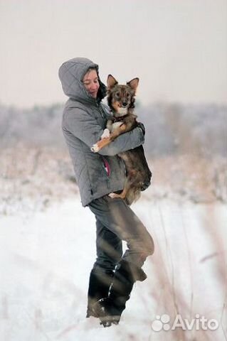 Небольшая собачка-лисичка Сима в дар