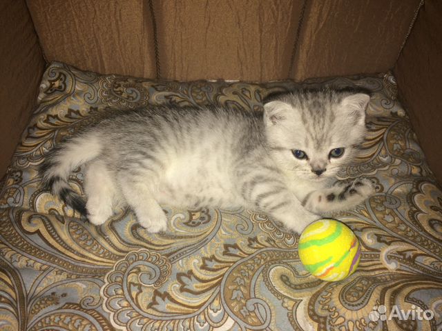 Снежный вислоухий мальчик