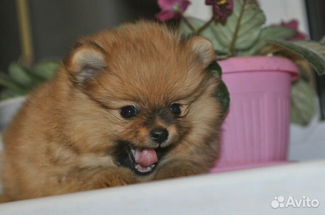 Золотое чудо