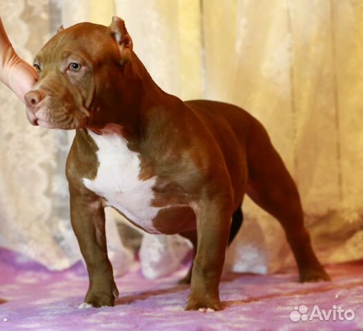 American Bully Щенок Американского Булли