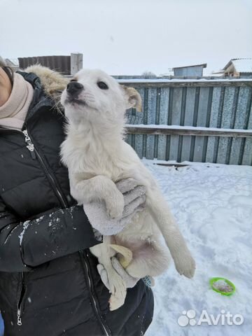 Белочка ищет замечательных родителей