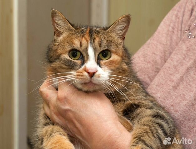 Трехцветная полосатая толстушка, кошка Понча