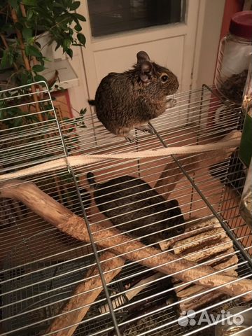 Чилийские белки Дегу 2 Шт