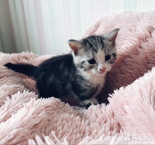 Котята выхино отдам в добрые руки