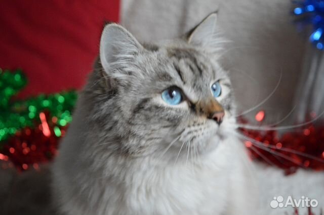 Невский котёнок