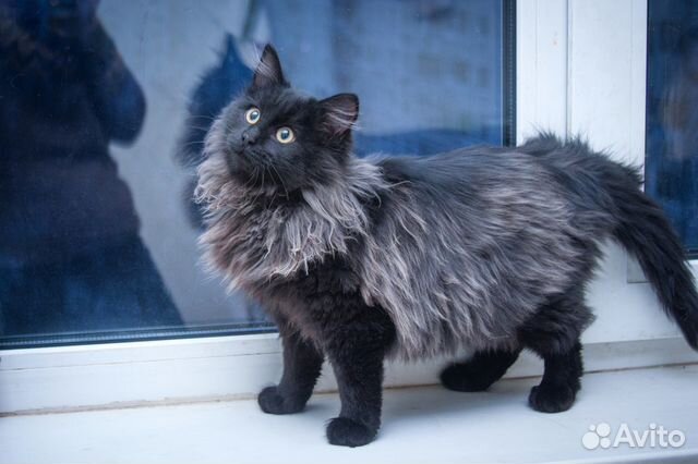 Чернобурый красавчик Байрон, котенок 5 месяцев