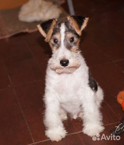 Щенок фокстерьера