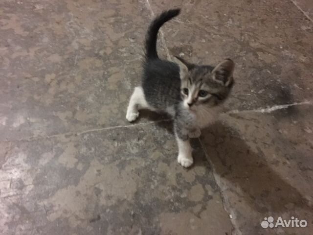 Котёнок девочка