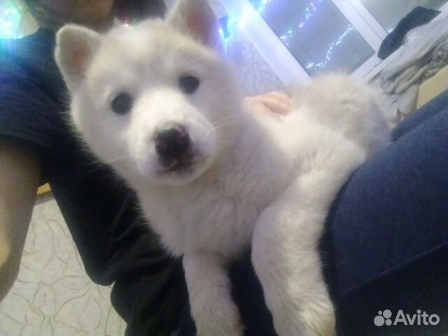 Лайки щенки