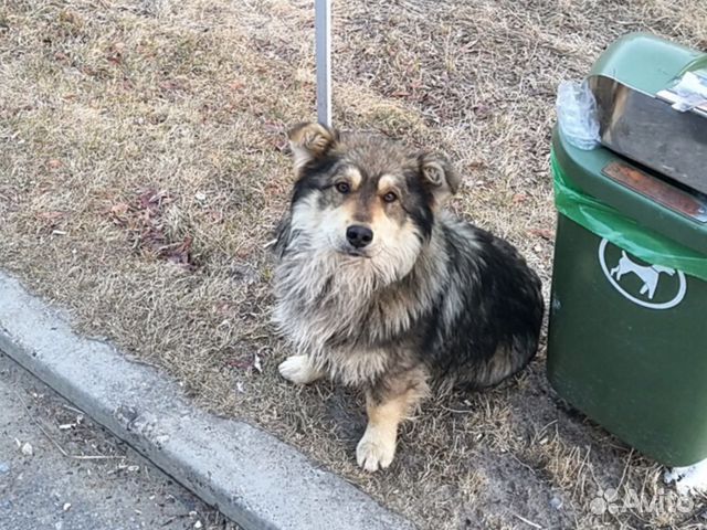 Пёсик Пушок ищет дом