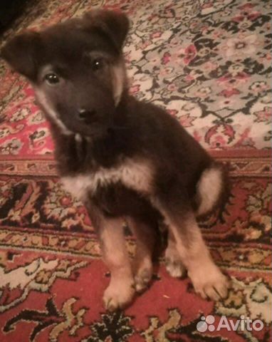 Малыш Алекс в поисках дома