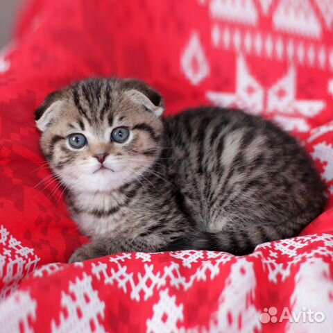 Котик Шотладнский Вислоухий Тигрёнок