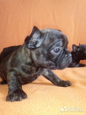 Мальчиш-кибальчиш