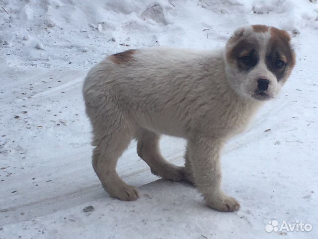 Продам щенка среднеазиатской овчарки