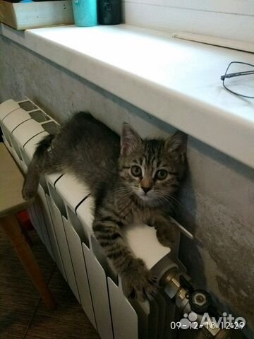 Котенок 3мес.,девочка, очень умная и ласковая