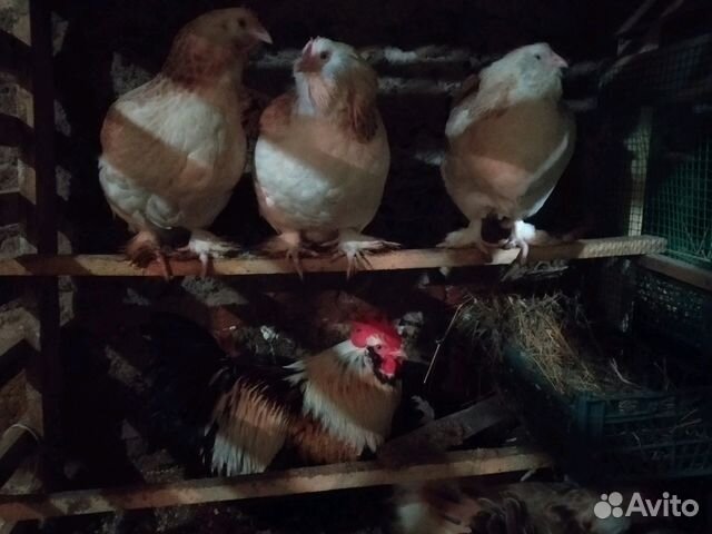 Продам семью фаверолей