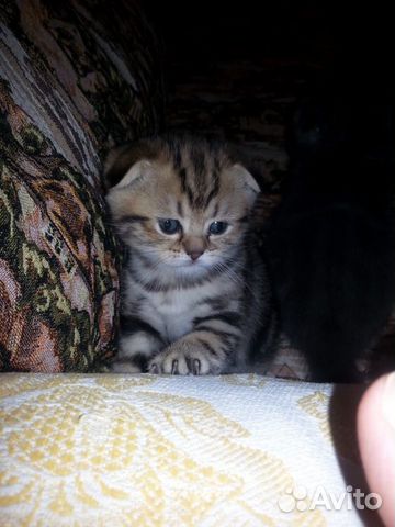 Шотладские котятки