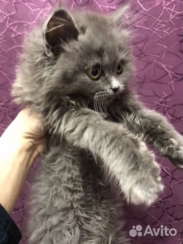 Шотландская хайленд чистокровная