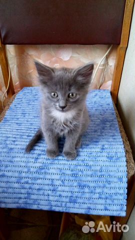 Кошечка Нибелунг