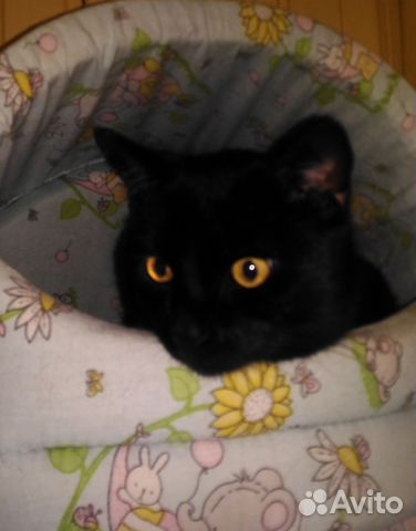 Замечательный котик Афанасий ищет свой дом