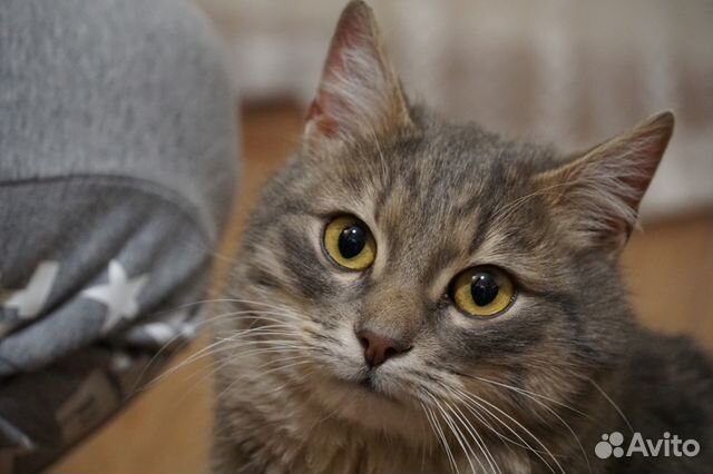 Котик Нокс ищет себе любящих хозяев