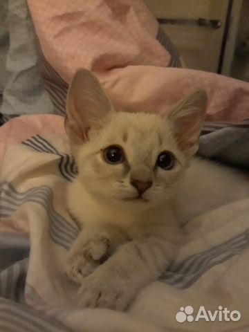 Котёнок кремового цвета в самые добрейшие руки