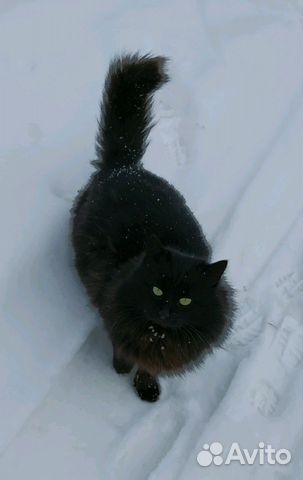 Ласковый кот Черныш с блестящей шёрсткой ищет дом