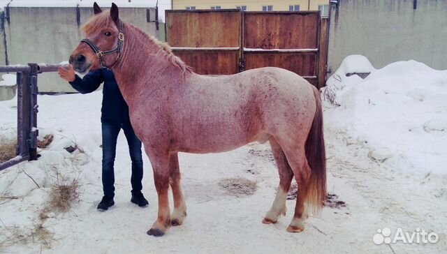 Хобби класс. Розововая лошадь. эксклюзив