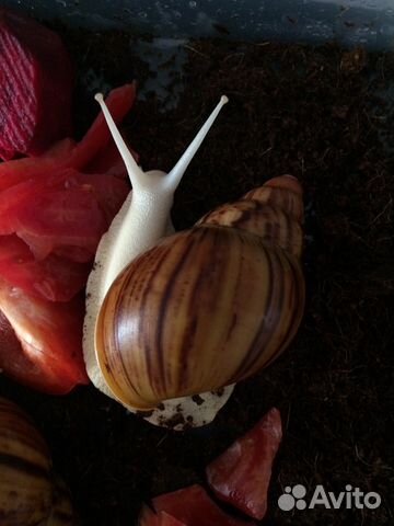 Улитки Архахатины