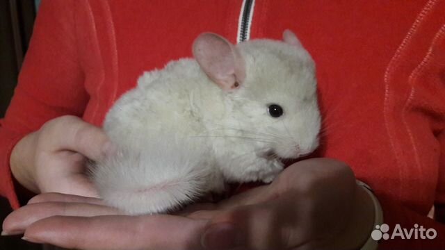 Шиншилленок девочка