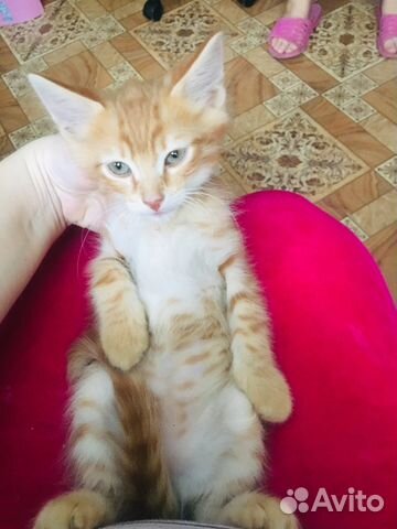 Отдам котят в хорошие, добрые руки