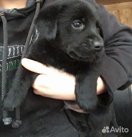 Щенки 1,5 месяца лабрадор (помесь)