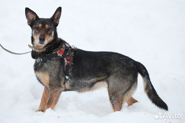 Мини-овчарочка метис ждет хозяина