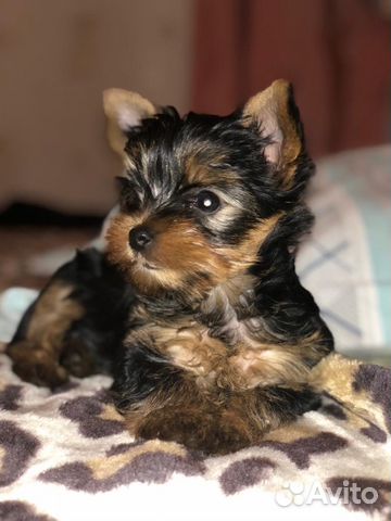 Йоркширский терьер