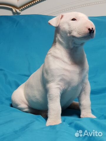 Щенки бультерьера стандартного