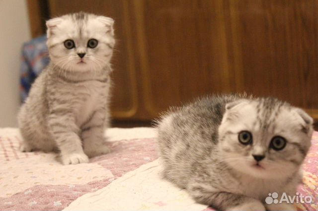 Котенок шотландский вислоухий