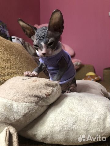 Донской сфинкс котёночек мальчик
