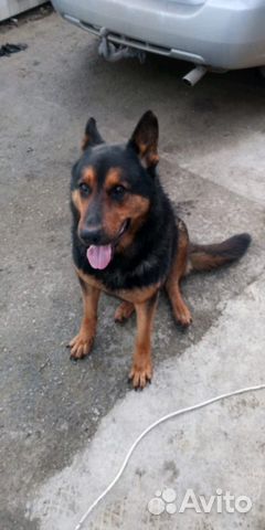 Найден кобель