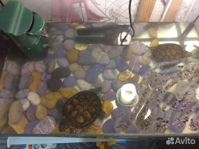 Отдам двух красноухих черепах с террариумом